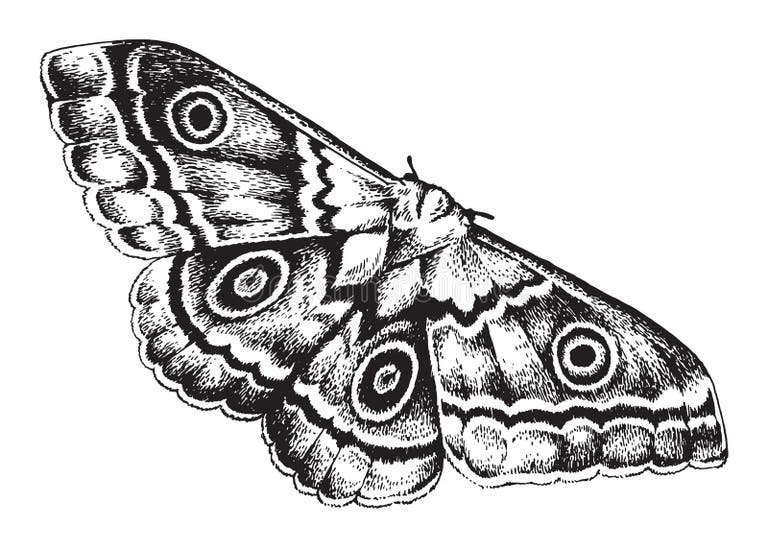 Black Moth Stock Illustrations – 40,204 Black Moth Stock Illustrations ...