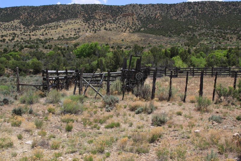 Open Range Livestock Correl Stock Photo - Image of livestock, ranching ...