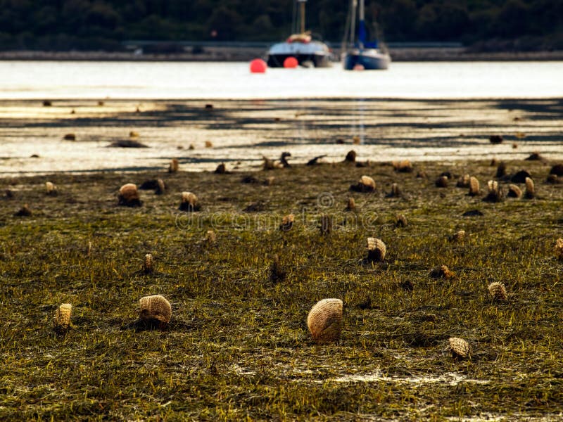 Pen shell field stock image. Image of blue, seascape - 27923635