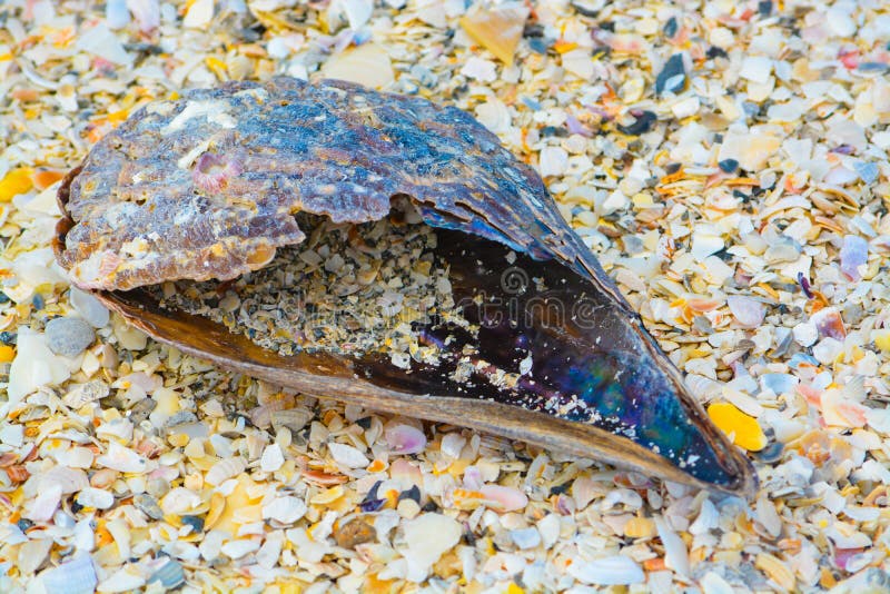 A Pen Shell on Indian Rocks Beach, Florida Stock Photo - Image of ...