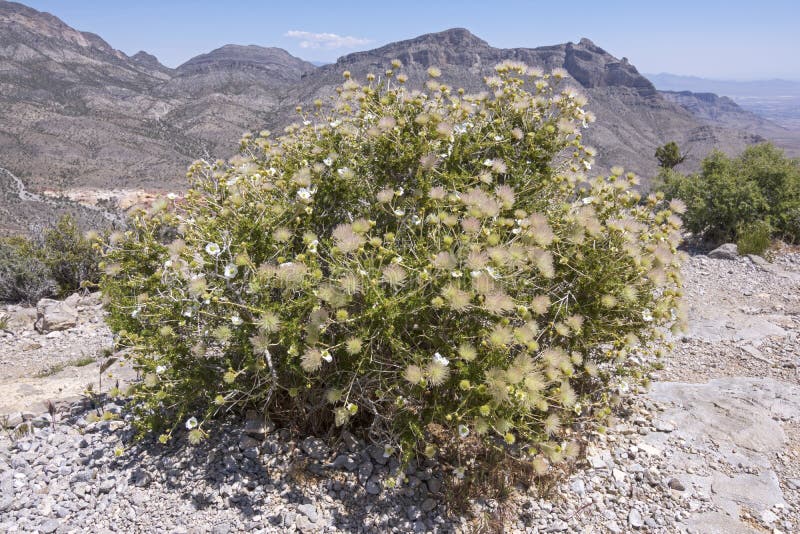 Pena De Apache Na Flor No Deserto Imagem de Stock - Imagem de arbusto ...