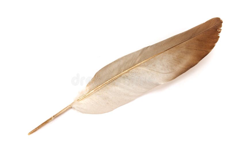 Pena Isolada No Fundo Branco Foto de Stock - Imagem de objeto, preto ...