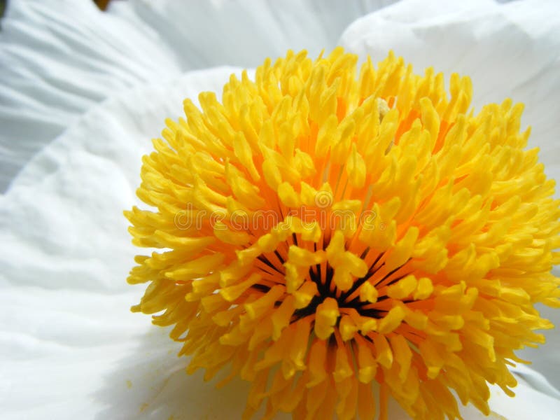 PENACHO DE APACHE foto de archivo. Imagen de horticultura - 56039344