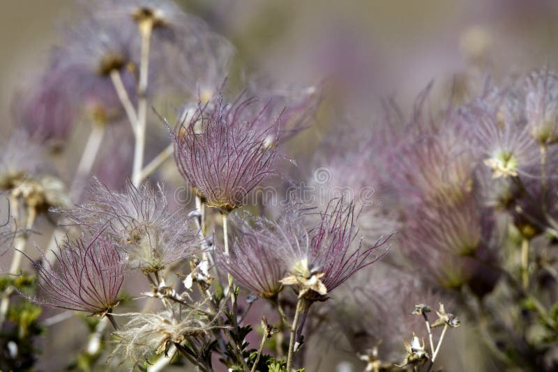 Penacho De Apache, Paradoxa De Fallugia Foto de archivo - Imagen de ...