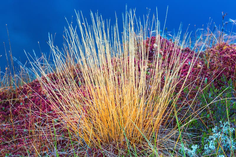 Penacho De La Hierba En La Arena Imagen de archivo - Imagen de arenoso ...