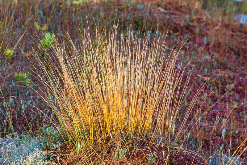 Penacho De La Hierba En La Arena Imagen de archivo - Imagen de arenoso ...