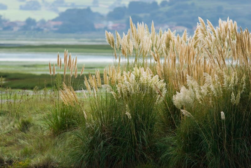 Penacho De La Hierba De Pampa Foto de archivo - Imagen de penacho ...