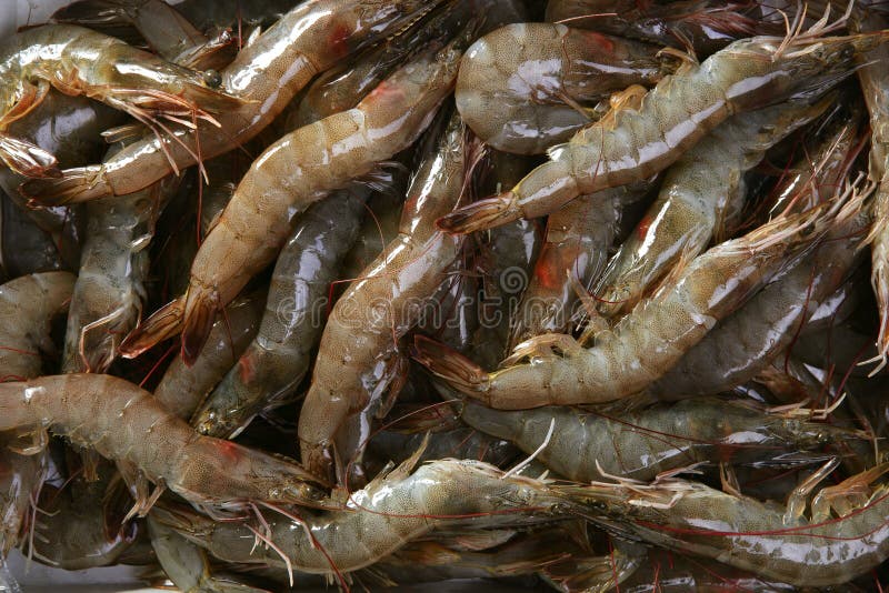 Penaeus Vannamei Prawns Shrimps Pattern Stock Photo - Image of food ...