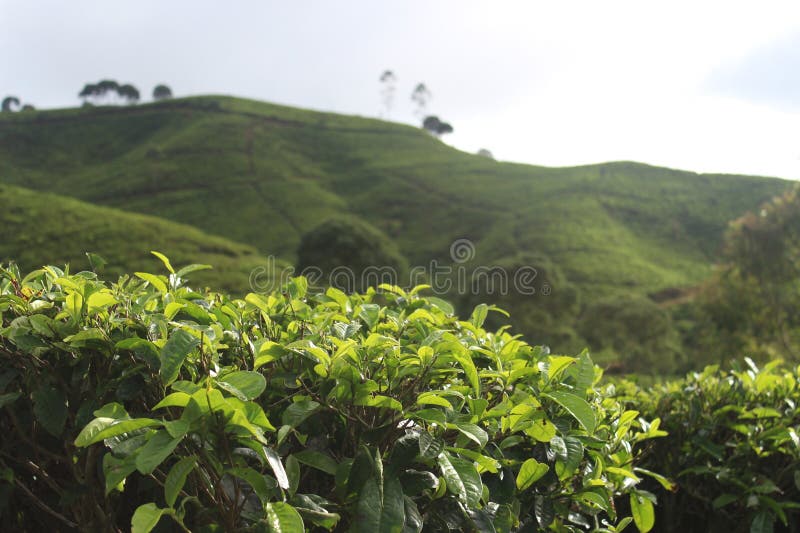 Vast and Green Tea Plantations Stock Photo - Image of hijau, yang ...