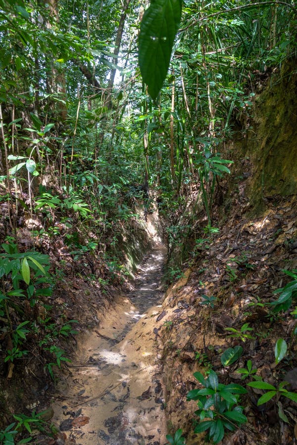 Penang National Park Hiking Path Cutting Deep through the Muddy Rain ...