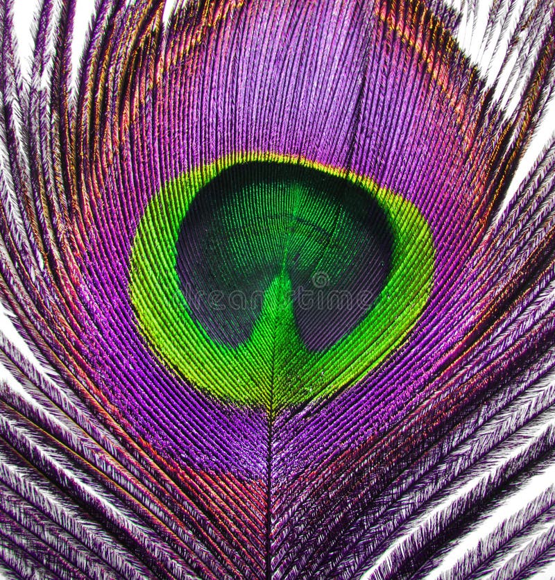 Penas cor-de-rosa do pavão foto de stock. Imagem de cauda - 114040152