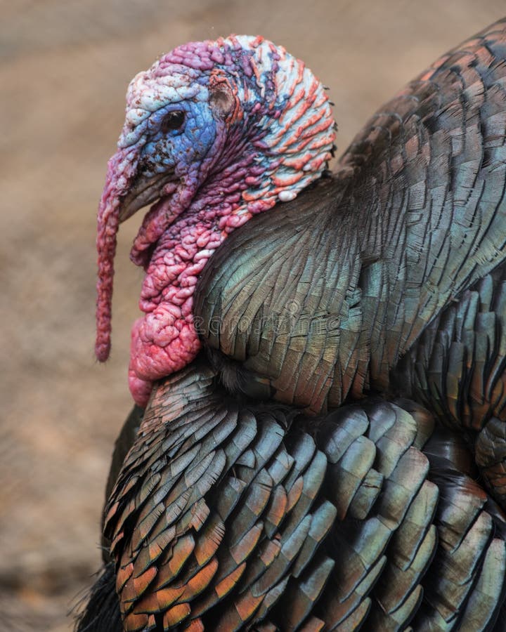 Penas De Tom Turkey Head E Do Corpo Foto de Stock - Imagem de morena ...
