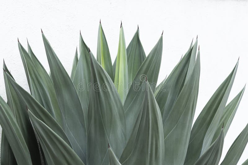 Agave stock image. Image of textures, blue, thorn, spiky - 12030973