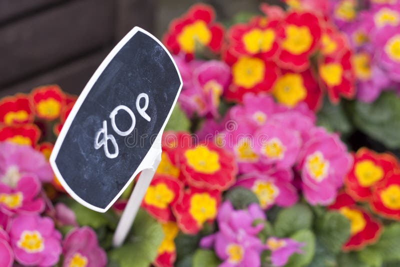 80 pence flowers stock photo. Image of florists, flowers - 38705976