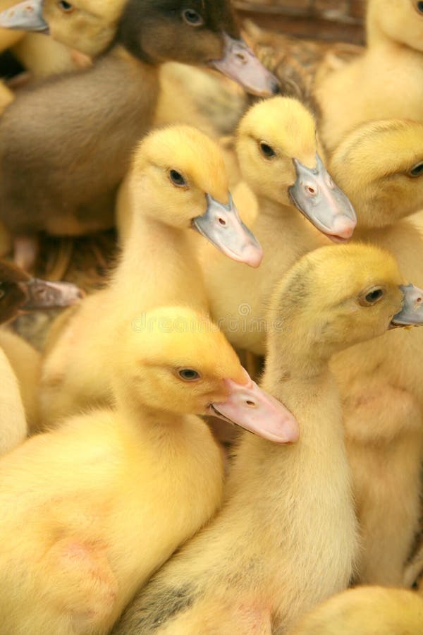 Penche des jeunes photo stock. Image du sensible, caneton - 5923274