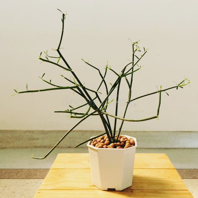 Pencil Cactus, Euphorbia Tirucalli Stock Photo - Image of flowerpot ...