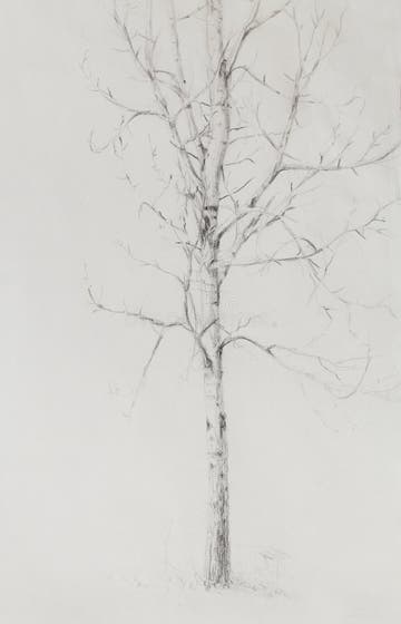 Birch Tree Line Drawing Stock Photos - Free & Royalty-Free Stock Photos ...