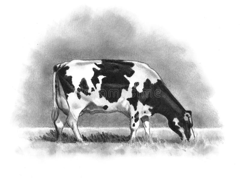 Pencil Drawing of Holstein Cow Grazing Stock Illustration ...
