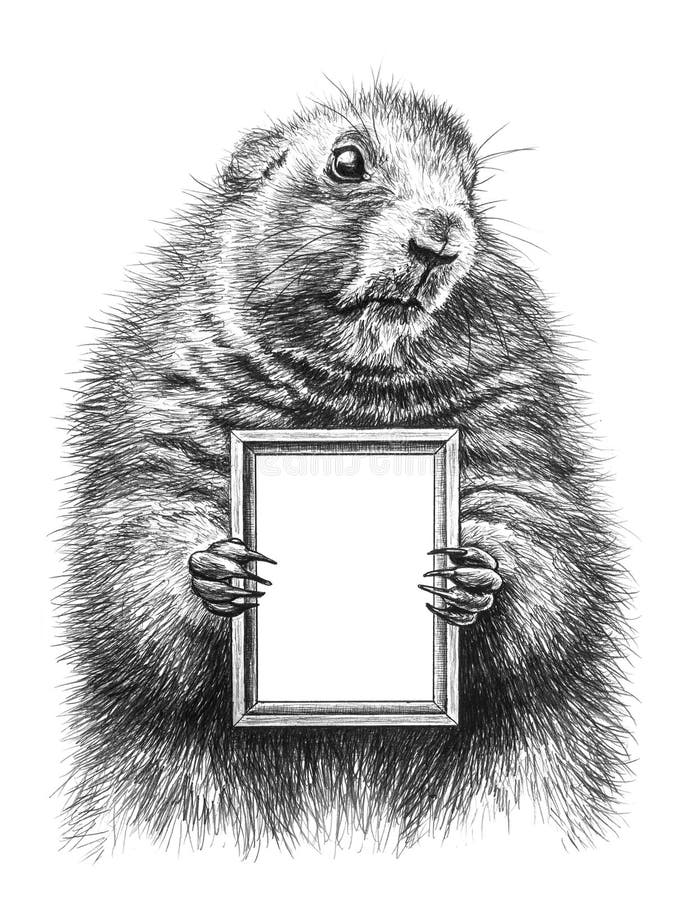 Pencil drawing of a marmot stock illustration. Illustration of gnawing ...