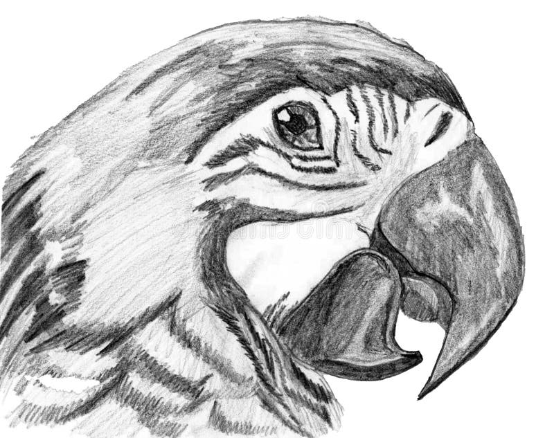 Parrot Pencil Sketch Stock Illustrations – 431 Parrot Pencil Sketch ...