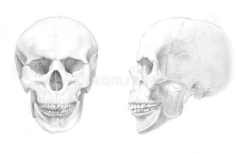 Human Skull - Three-Quarter-View - Pencil Drawing Style Stock ...