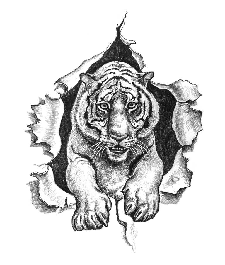 Tiger Torn Stock Illustrations – 1,357 Tiger Torn Stock Illustrations ...