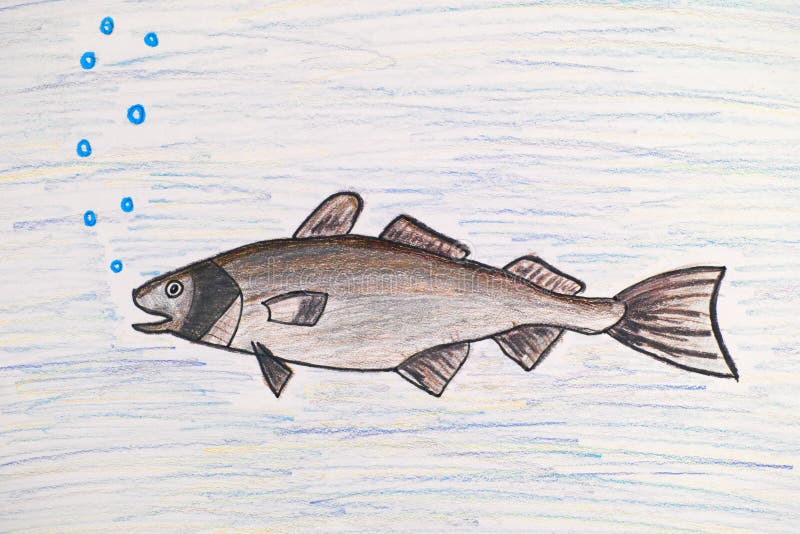 Pencil Hand Drawing. Cod Fish Stock Illustration - Illustration of ...