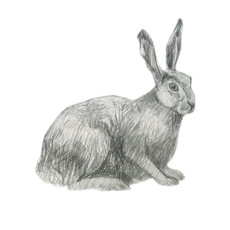 Pencil Illustration. Hare. Forest Animals. Freehand Drawing, Sketch ...