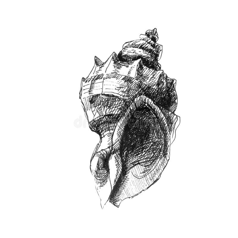 Sea shell - pencil drawing stock illustration. Illustration of drawing ...