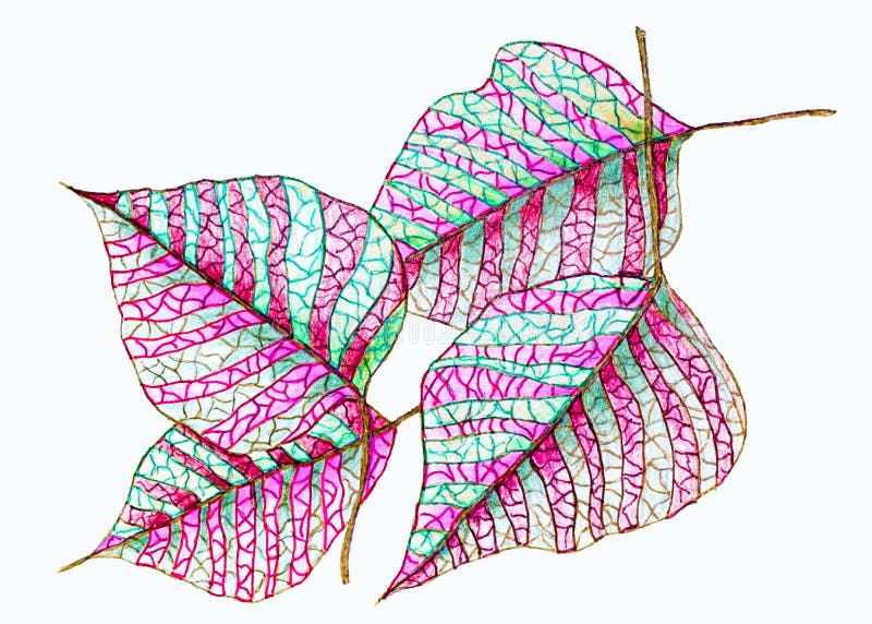 Abstract Drawing of Leaf Shapes. Stock Illustration - Illustration of ...