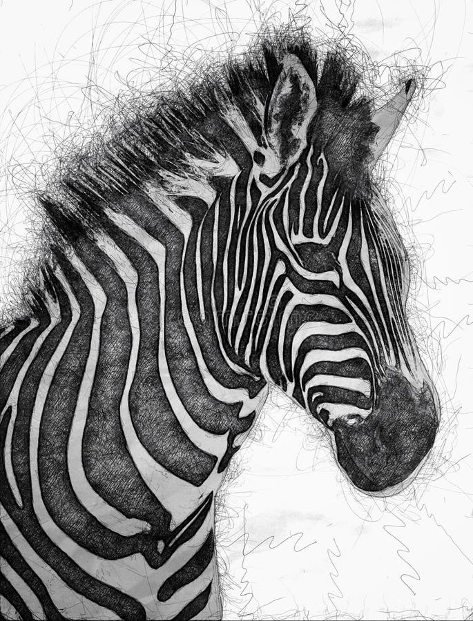Pencil Sketch of a Zebra Portrait in Black and White Stock Illustration ...