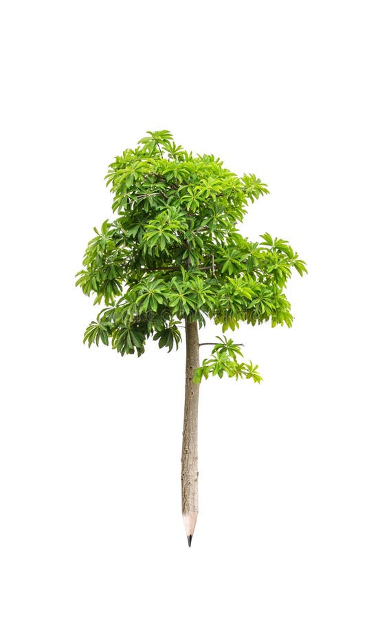 Japanese Pencil Tree