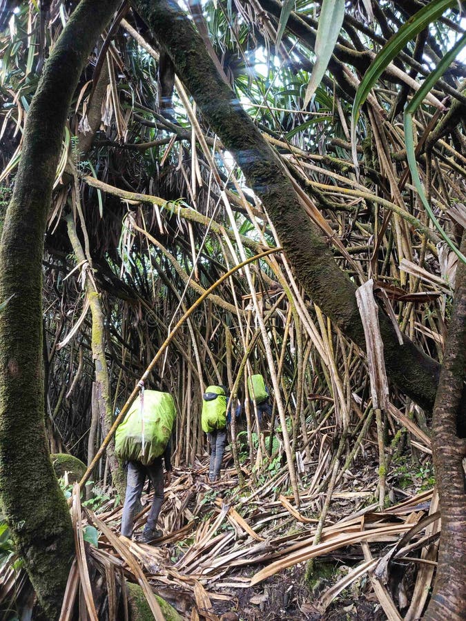 Pendako Walking Under the Dense Pandanus Forest Stock Photo - Image of ...