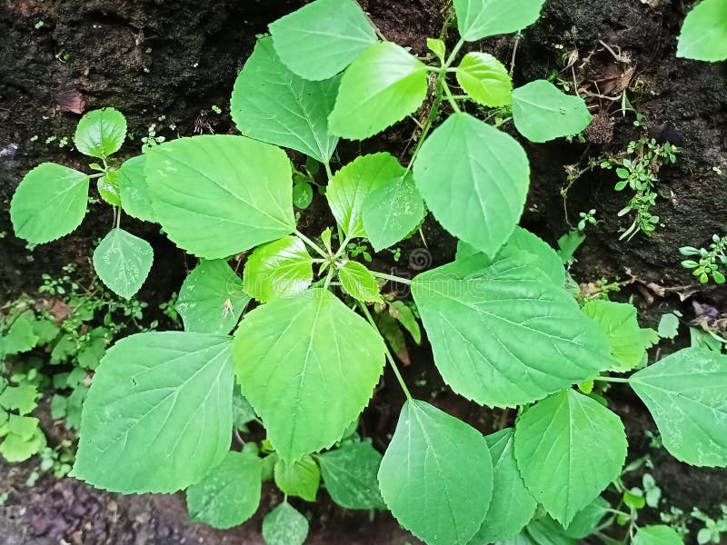 Pendientes Acalypha Australis. Semarang Indonesia Imagen de archivo ...