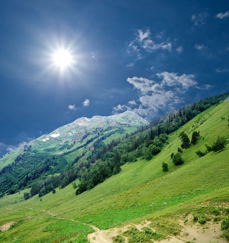 Albero Solo Che Cresce Sul Pendio Fotografia Stock - Immagine di alpino ...