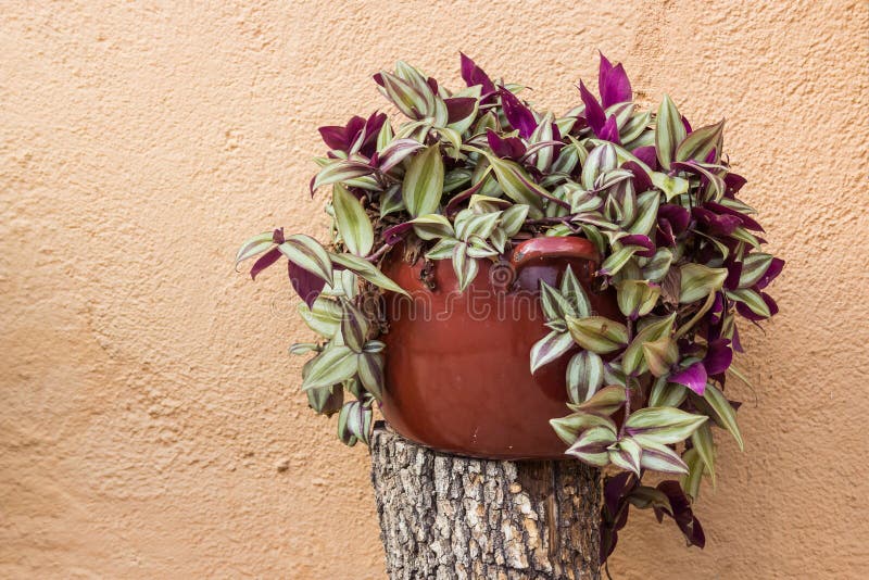Pendula Di Zebrina Di Tradescantia Immagine Stock - Immagine di ...