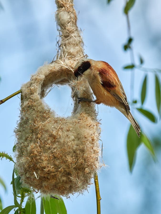 Bird's Nest Remiz Pendulinus Stock Photo - Image of comfortable, remiz ...