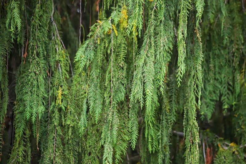 Pendulous Branches of Chamaecyparis Nootkatensis Pendula. Stock Photo ...
