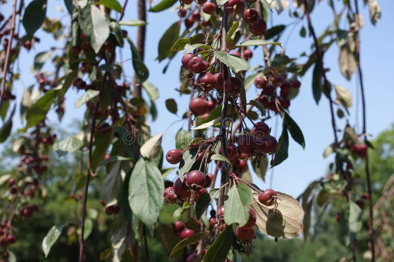 Pendulous Branches of Crab Apple Tree with Red Fruits Stock Photo ...