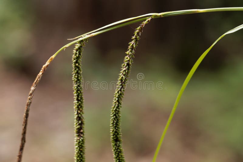 Carex Pendula Pendulous Sedge Also Known As Hanging, Drooping Stock ...