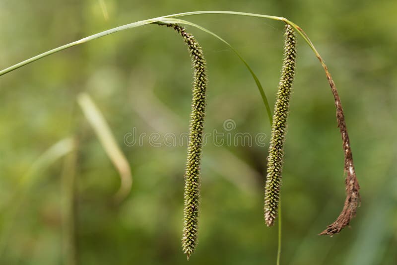Pendulous Sedge Carex Pendula Stock Image - Image of leaf, glade: 98448133