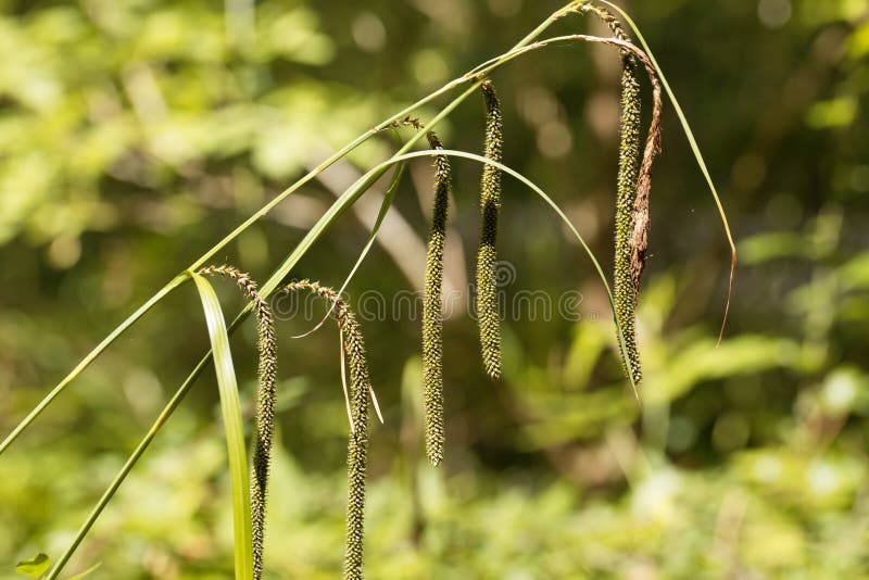 Pendulous Sedge Carex Pendula Stock Photo - Image of grow ...