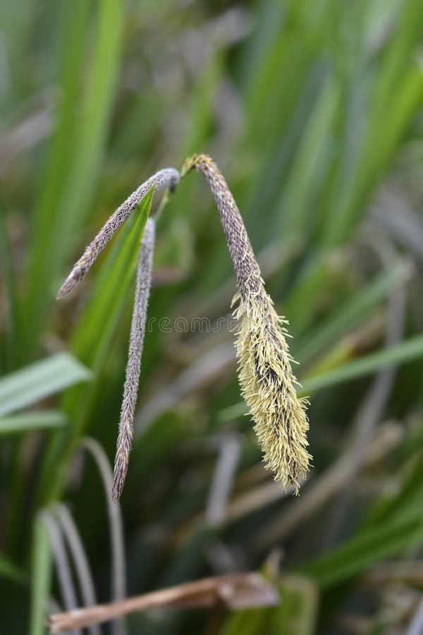 Pendulous Sedge stock photo. Image of leaf, drooping - 236799732