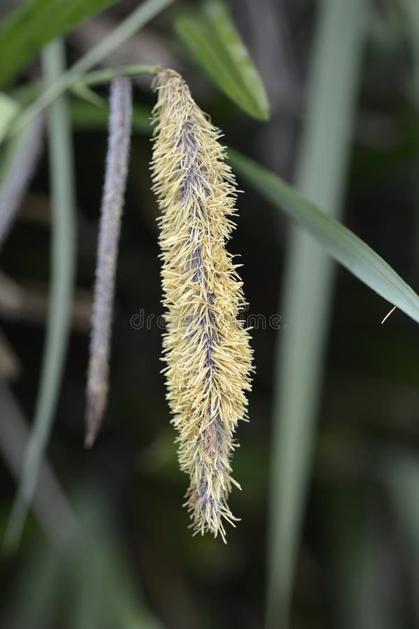 Pendulous Sedge stock photo. Image of yellow, carex - 238711608