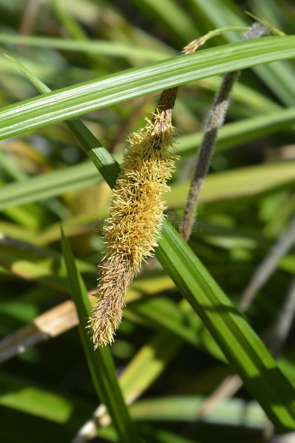 Pendulous Sedge stock photo. Image of drooping, pendulous - 246968882
