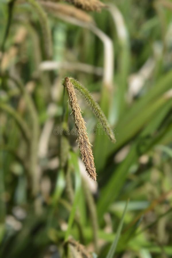 Pendulous Sedge stock photo. Image of garden, leaf, brown - 315870746