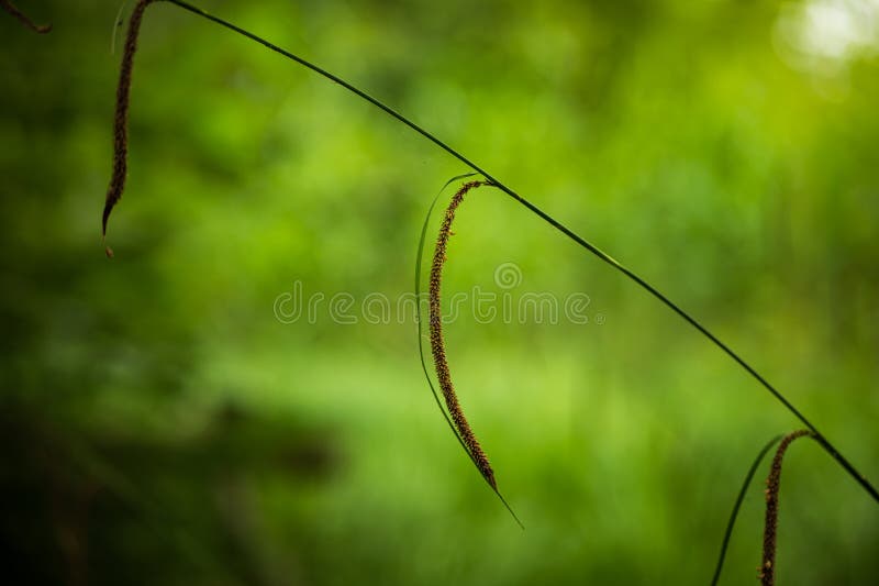 Pendulous Sedge Stem in a Forest. Selective Focus, Shallow Depth of ...