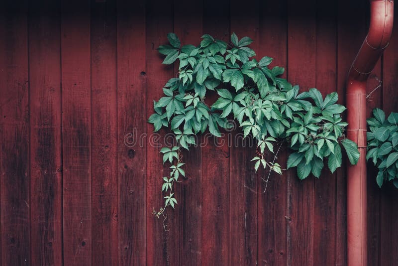 Pendulum Plant on Red Wall with Red Downpipe Stock Photo - Image of ...
