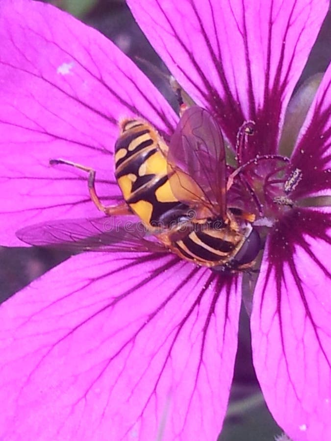 Pendulus Del Heliophilus De Hoverfly En La Flor Del Geranio Foto de ...
