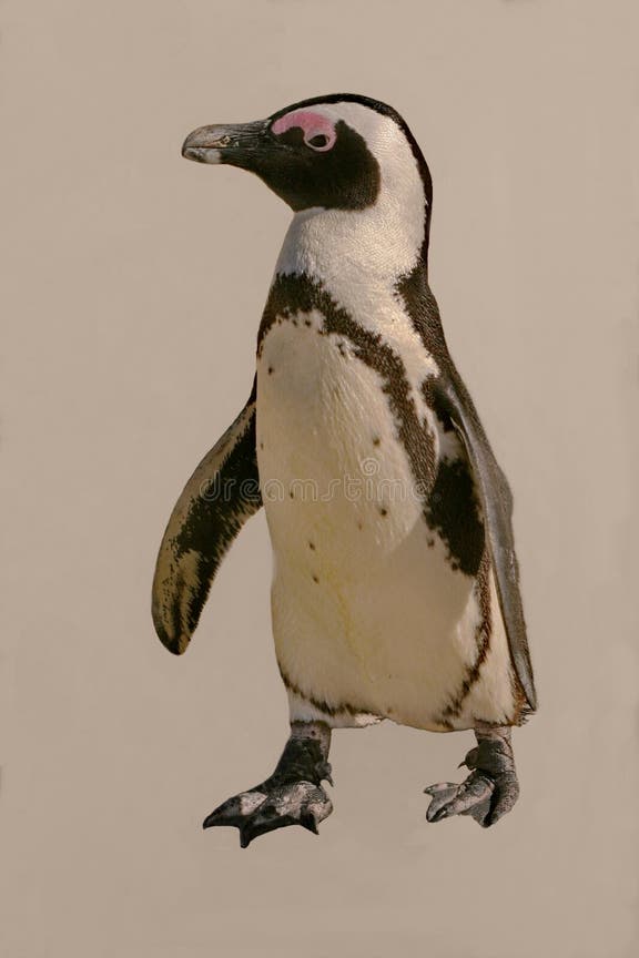 Penguin stock photo. Image of penguin, walking, feather - 11672984